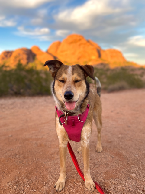 Best Dog-Friendly Hikes in Phoenix Your Pup Will Love - Danielle Outdoors