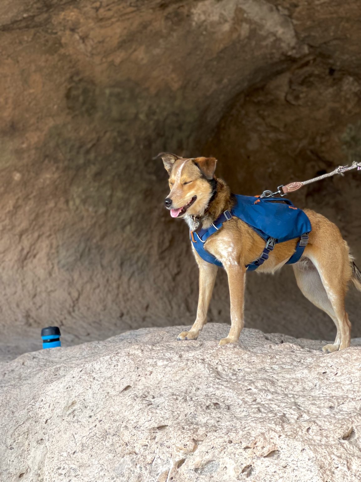 Best Dog-Friendly Hikes in Phoenix Your Pup Will Love - Danielle Outdoors
