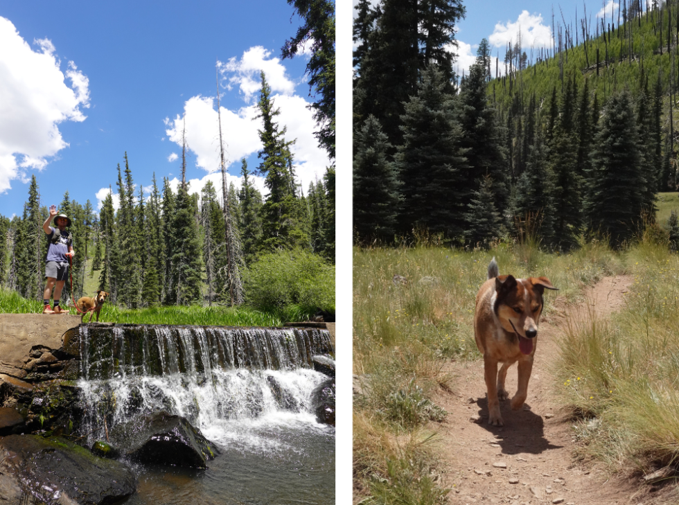 Thompson Trail in Arizona- The Greenest Hike in the State