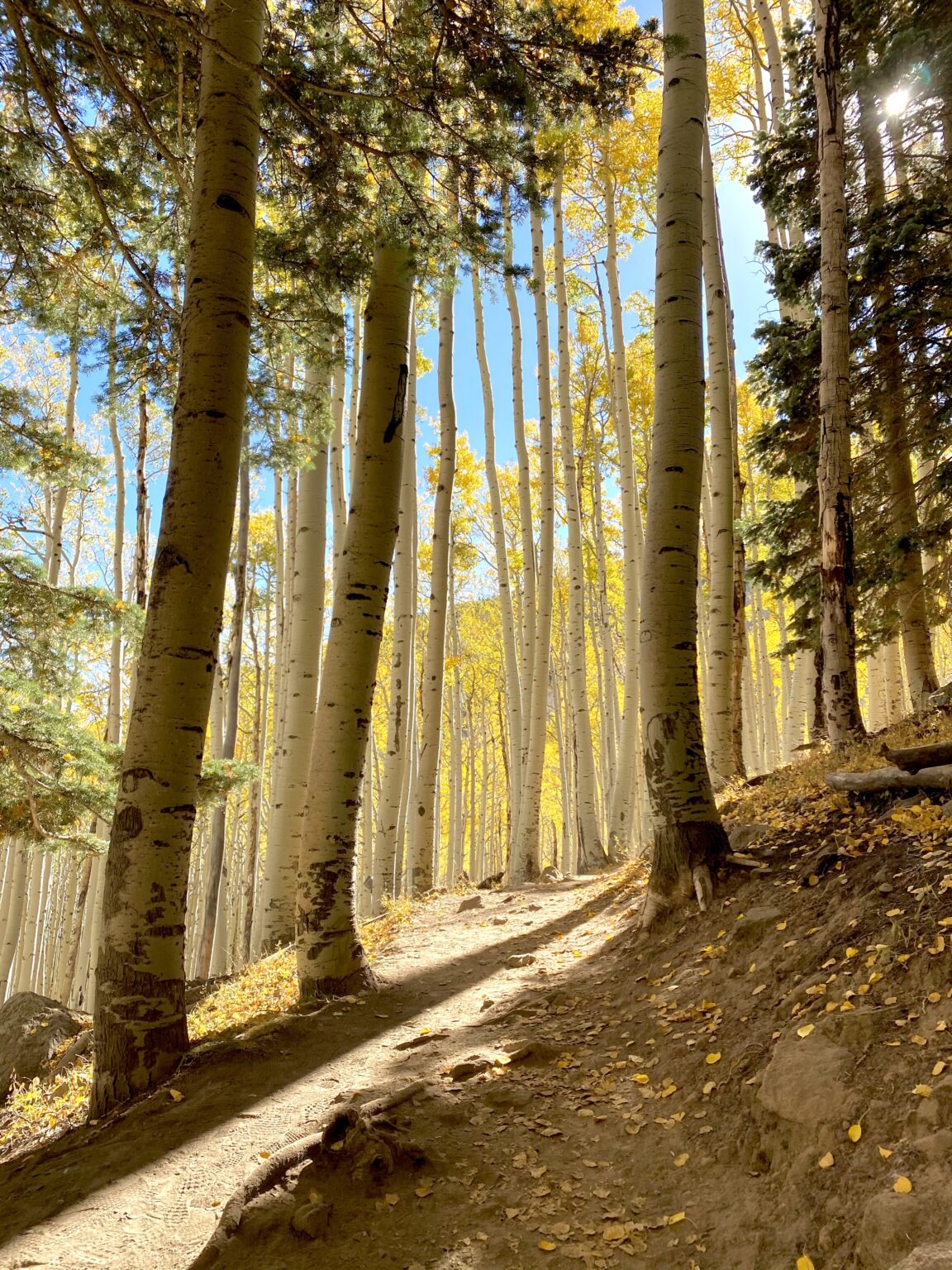 Flagstaff in the Fall: Mind-Blowing Views