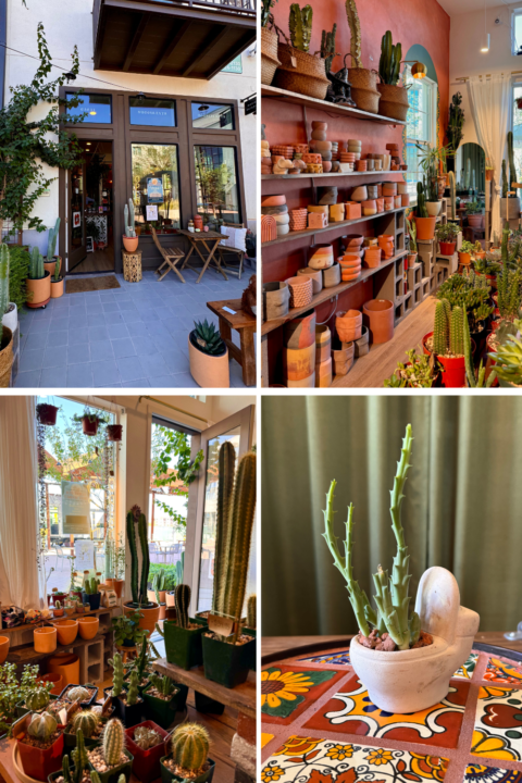 10 Best Plant Shops & Nurseries in Phoenix, AZ (2026 Local Guide)
