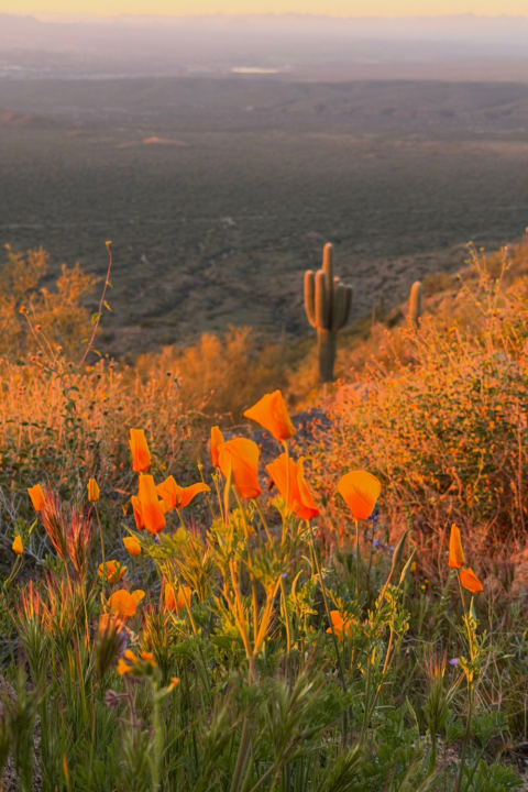 Wildflower Watch Arizona (Real-Time Bloom Updates) - Danielle Outdoors