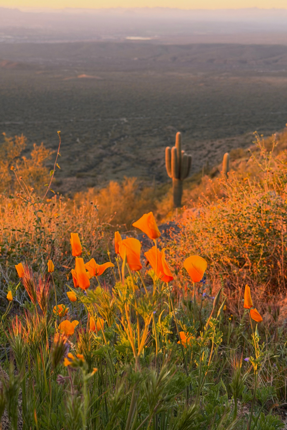 Where to Find Wildflowers Near Phoenix, Arizona - Danielle Outdoors