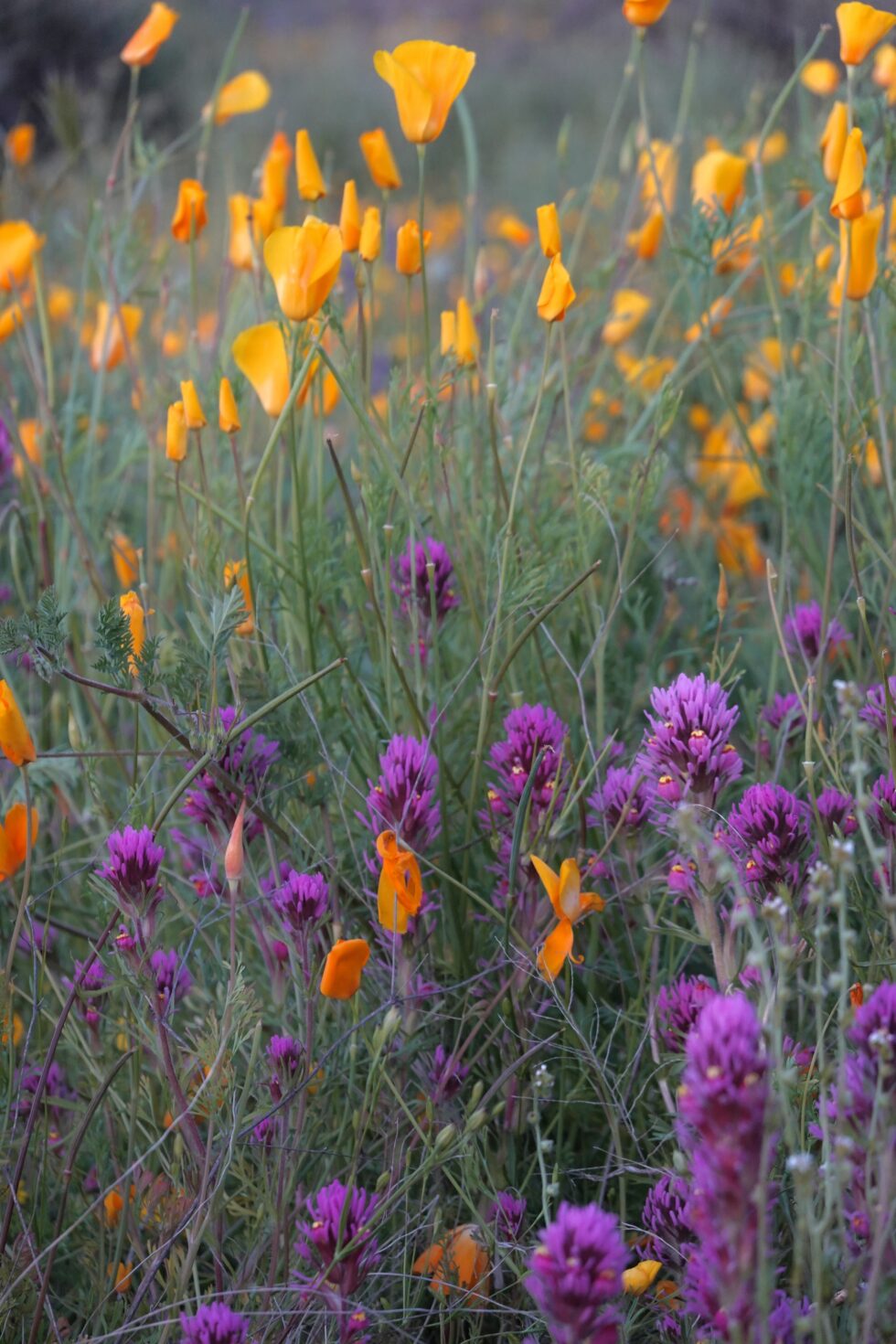 Where to Find Wildflowers Near Phoenix, Arizona - Danielle Outdoors