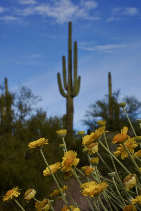 Wildflower Watch Arizona (Real-Time Bloom Updates) - Danielle Outdoors