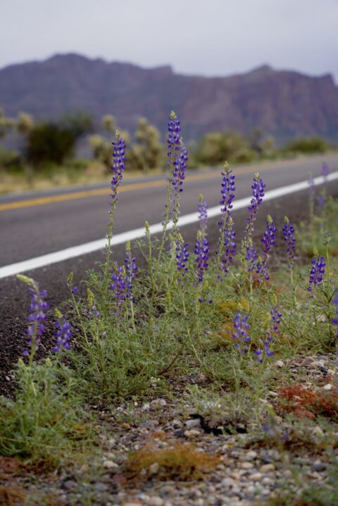 Wildflower Watch Arizona (Real-Time Bloom Updates) - Danielle Outdoors