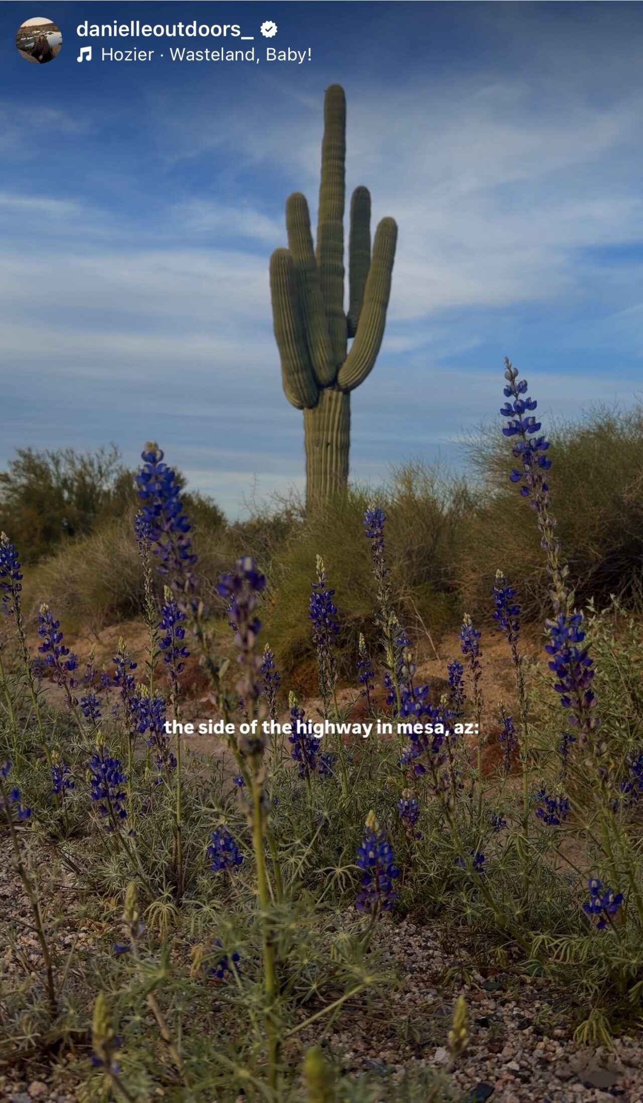 Wildflower Watch Arizona (Real-Time Bloom Updates) - Danielle Outdoors