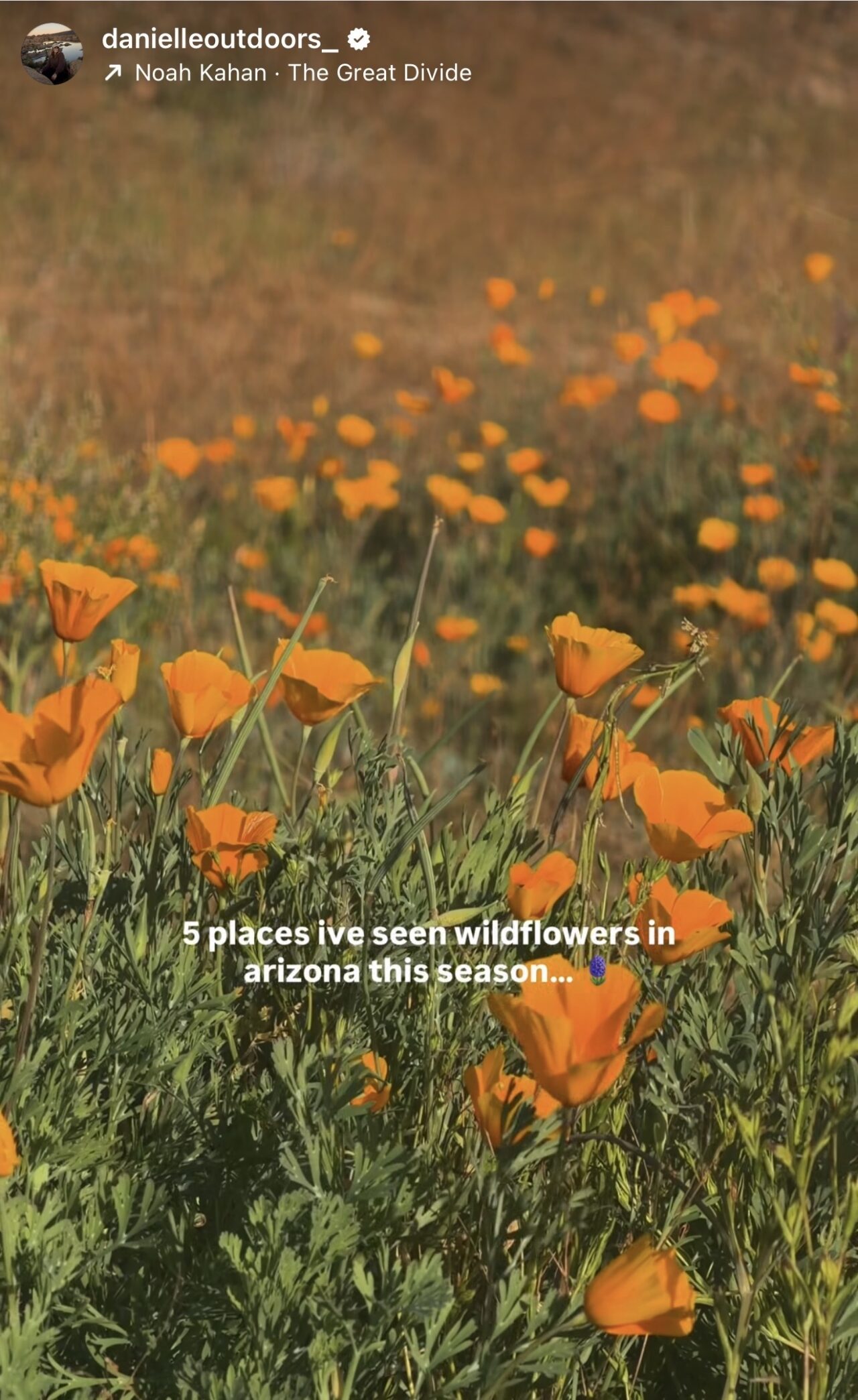 Wildflower Watch Arizona (Real-Time Bloom Updates) - Danielle Outdoors